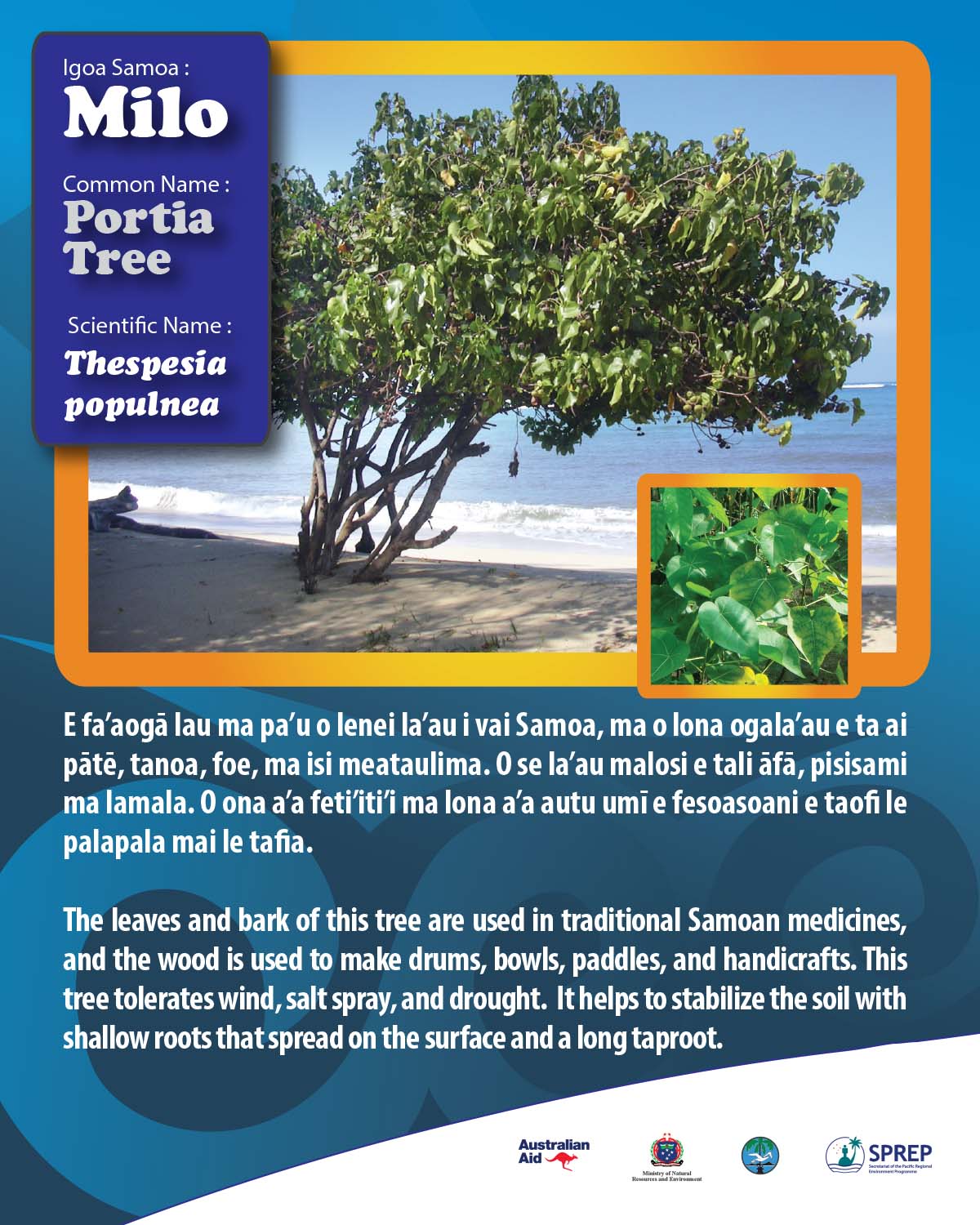 Milo : Portia Tree (Thespesia populnea)