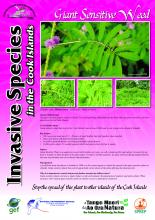 Invasive Giant Sensitive Weed